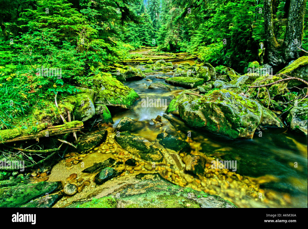 Pacific coast rainforest 8 Stock Photo - Alamy
