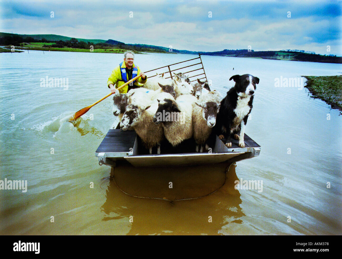Sheep dog and sheep and farmer hi-res stock photography and images - Alamy