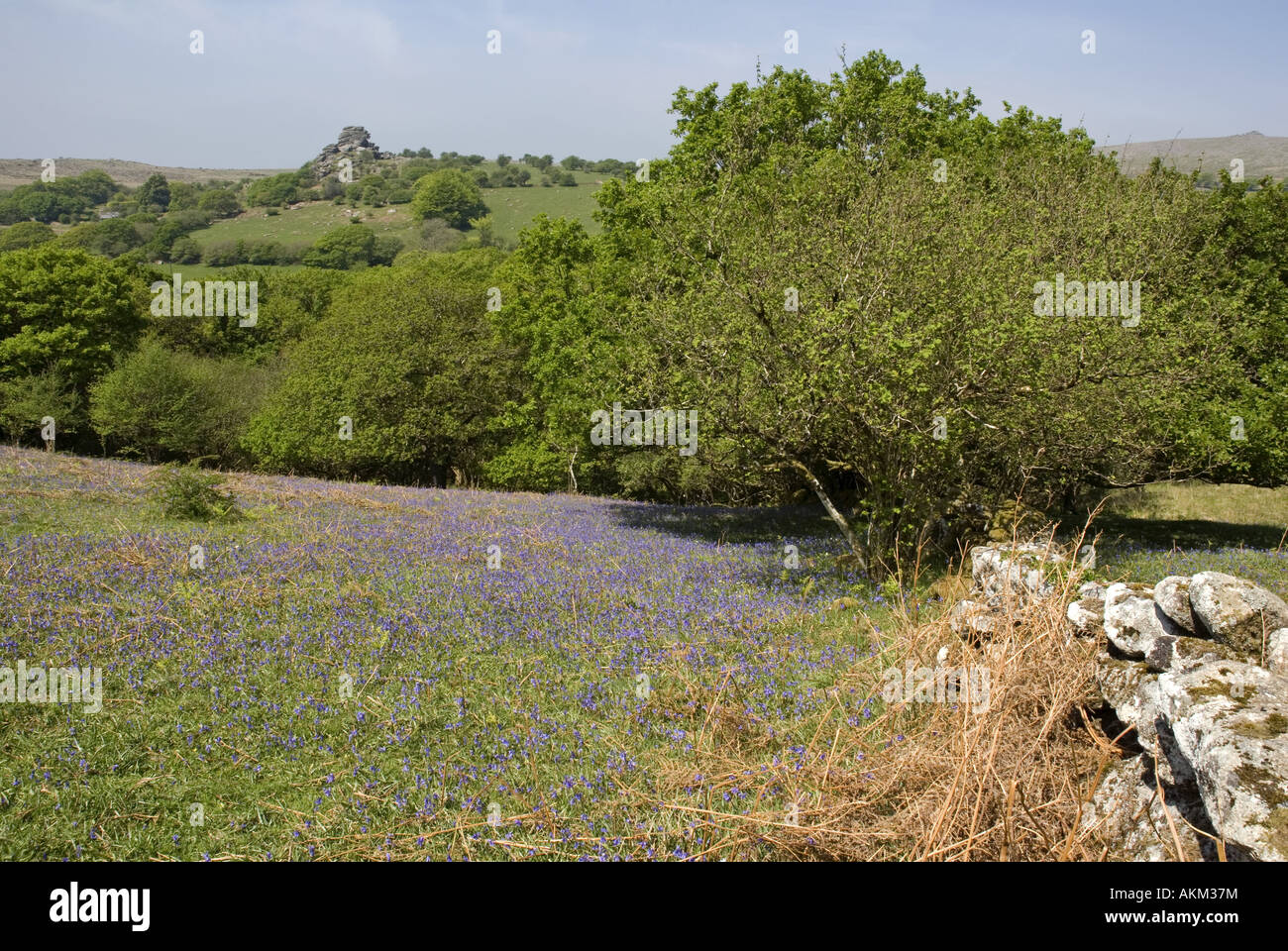 Walking the Walkham Valley on Dartmoor in Spring, with Vixen Tor in the ...