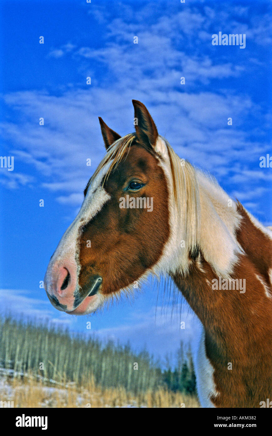 Pinto Horse 12 Stock Photo - Alamy
