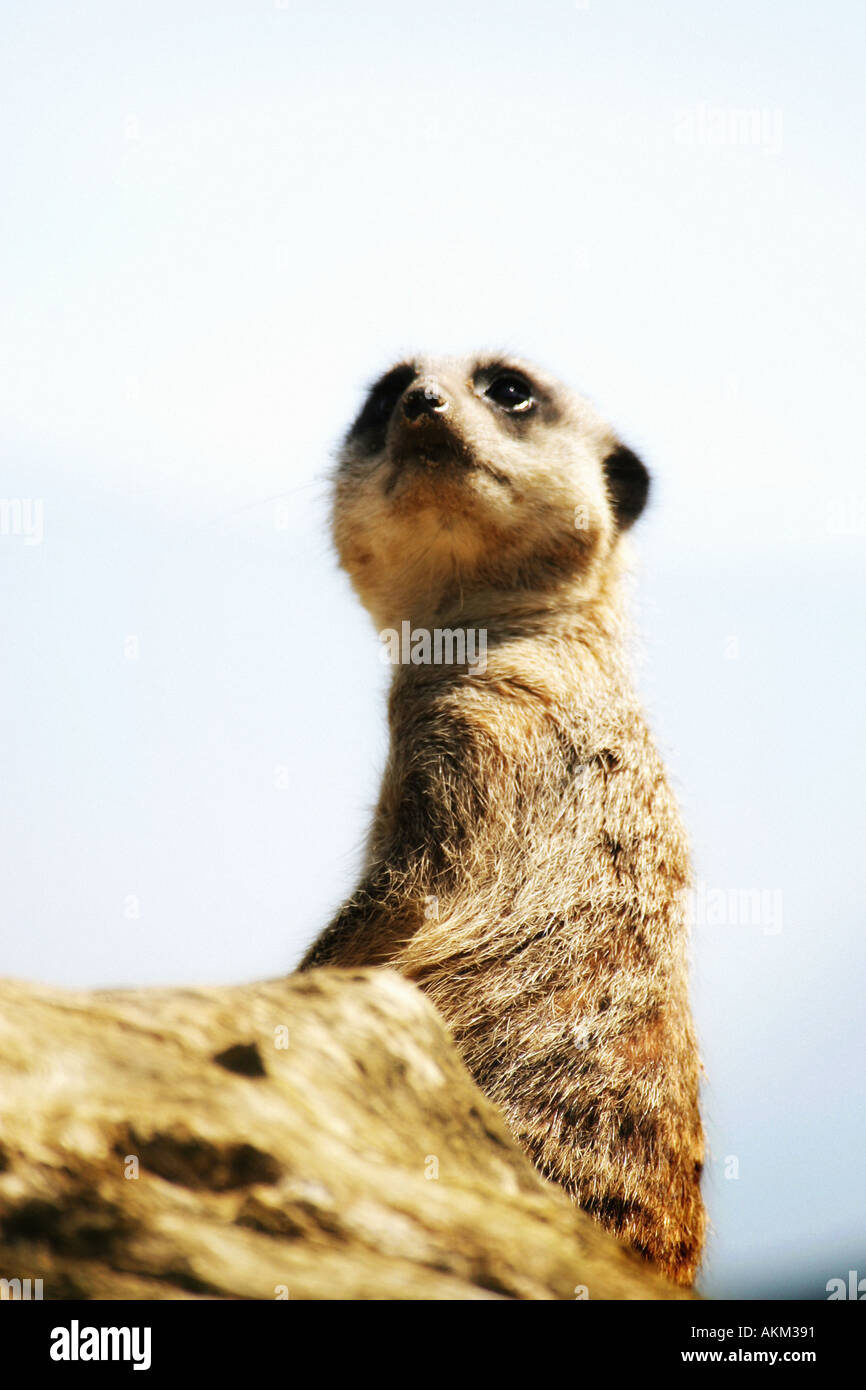 Meerkat survival hi-res stock photography and images - Alamy