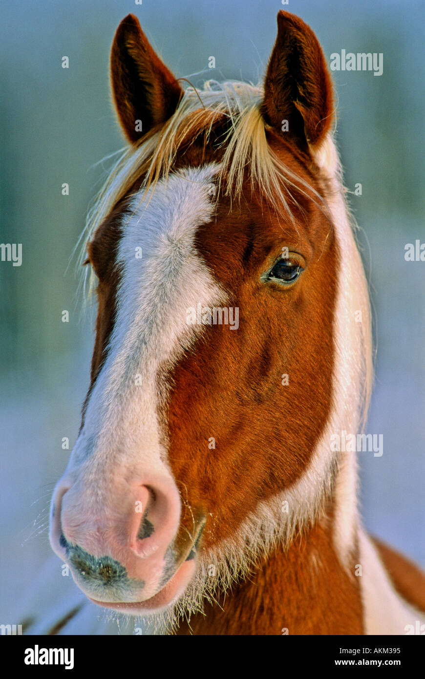 Pinto Horse 2 Stock Photo - Alamy