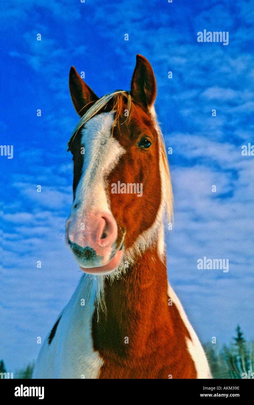 Pinto Horse 5 Stock Photo - Alamy