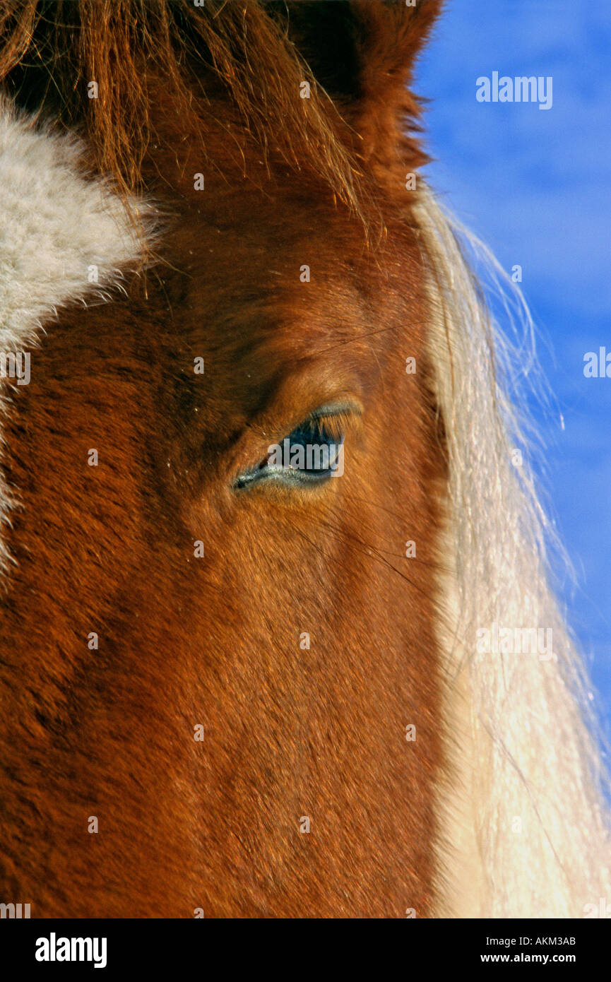 Pinto Horse 7 Stock Photo - Alamy