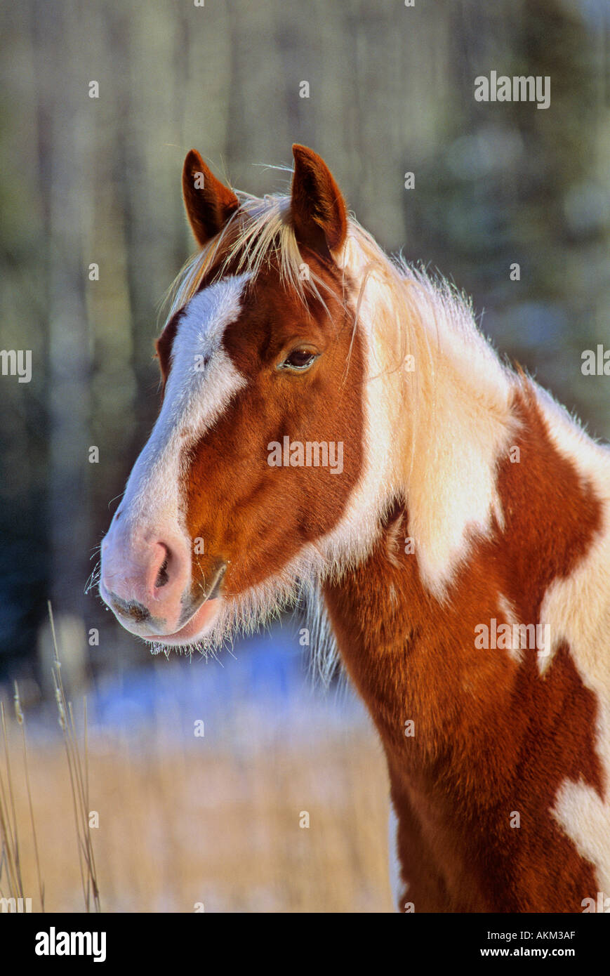 Pinto Horse 8 Stock Photo - Alamy