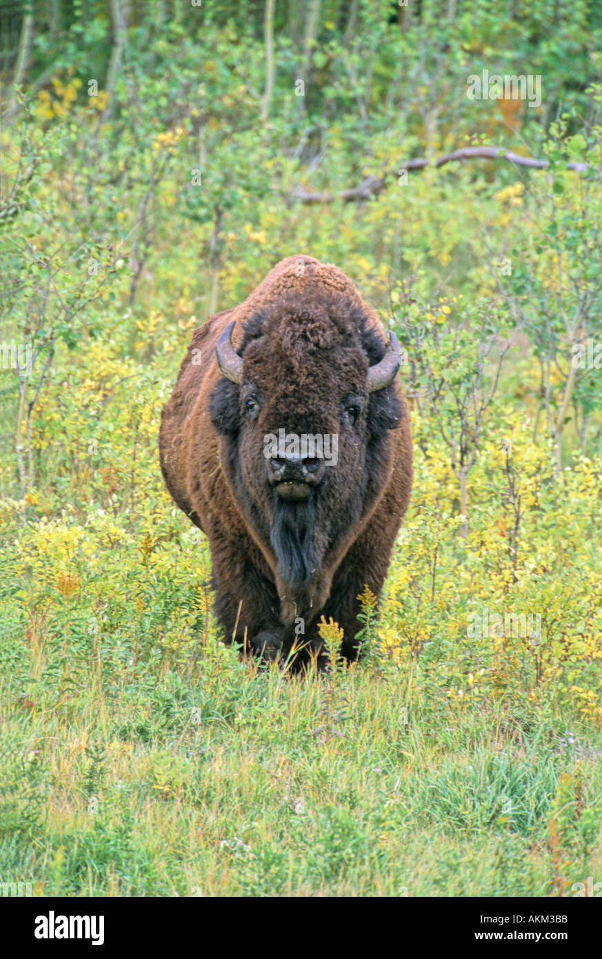 Plains Bison 3 Stock Photo - Alamy
