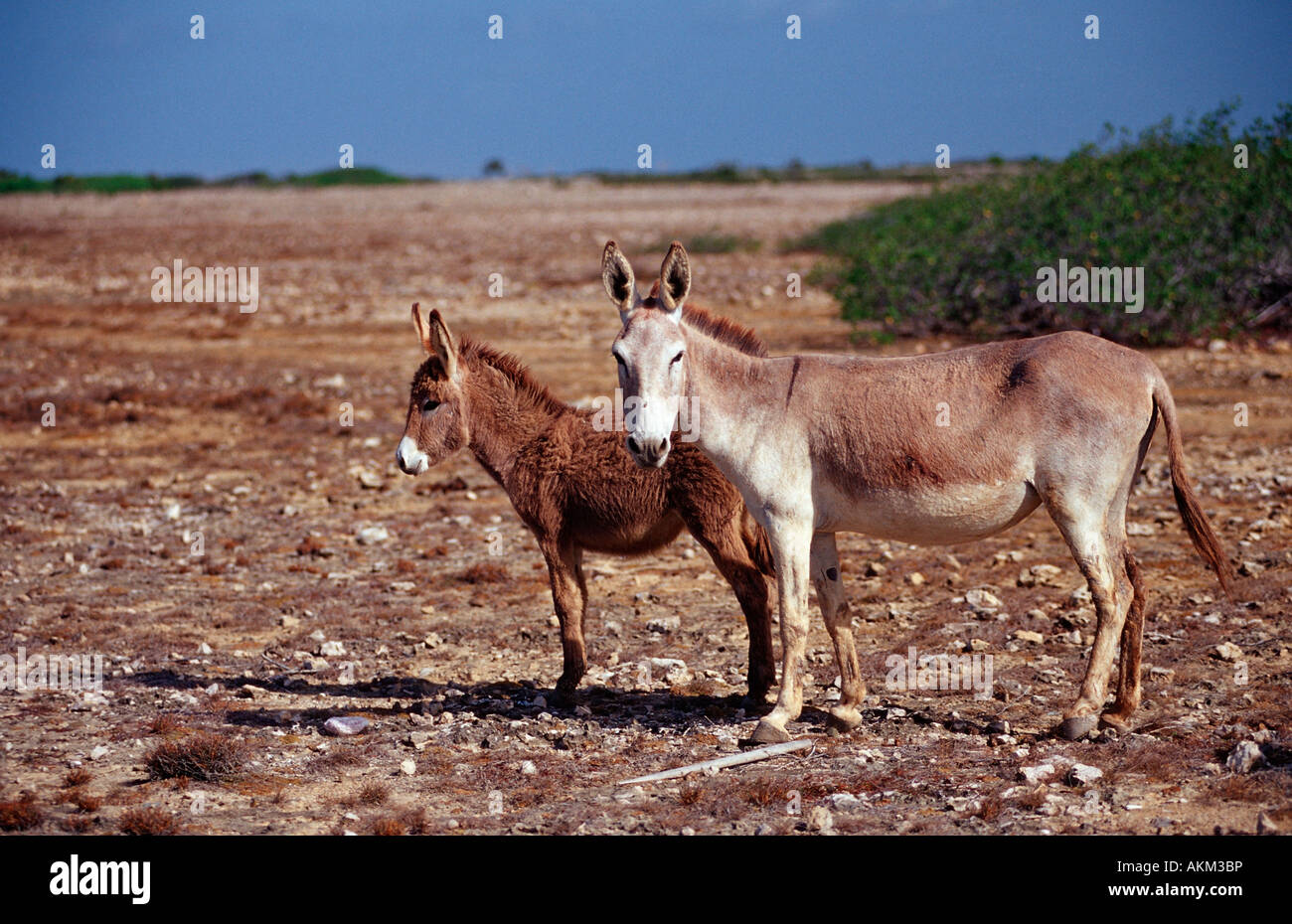 Wild donkeys Netherlands Antilles Bonaire Bonaire Stock Photo - Alamy