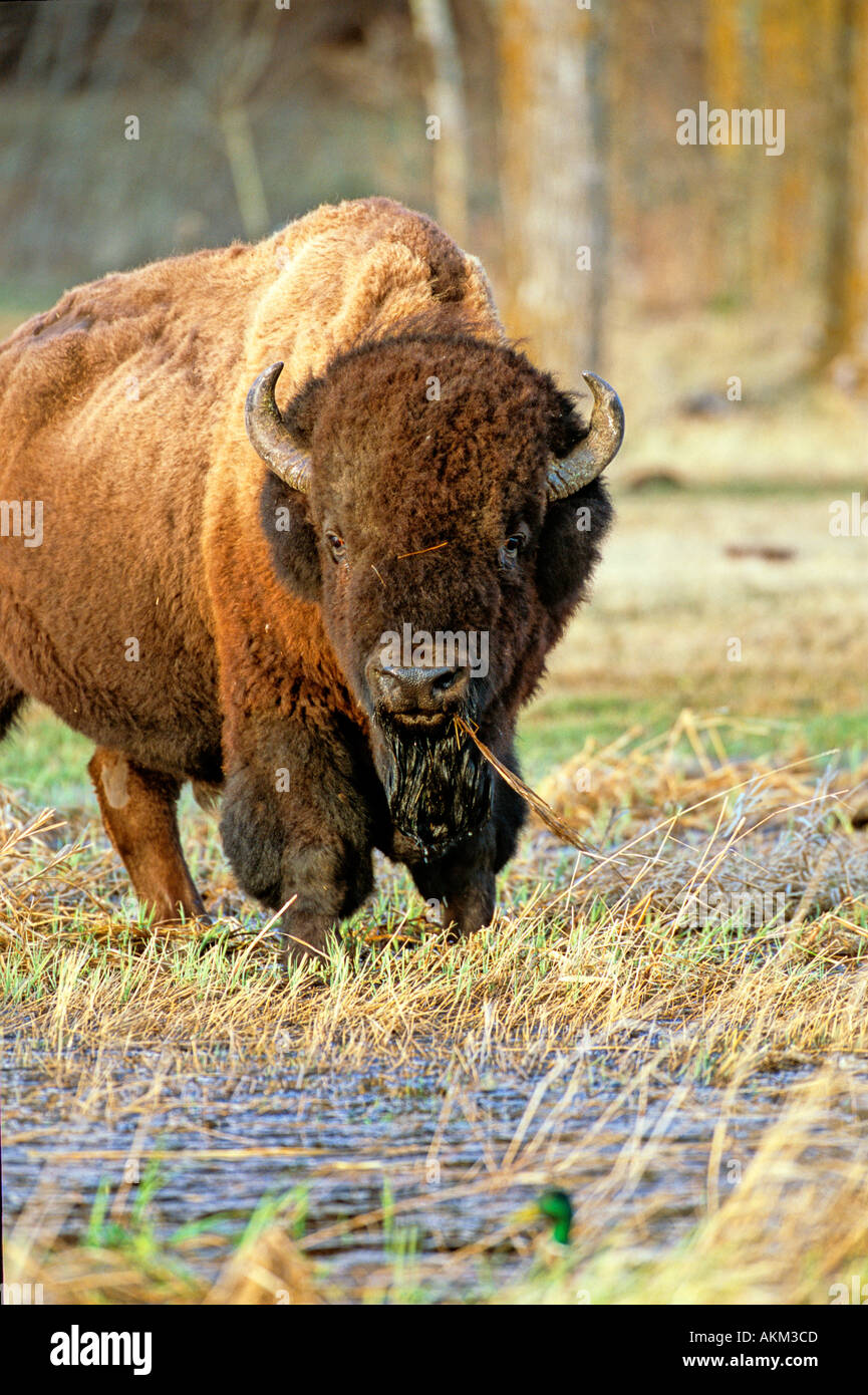 Plains Bison 5 Stock Photo - Alamy