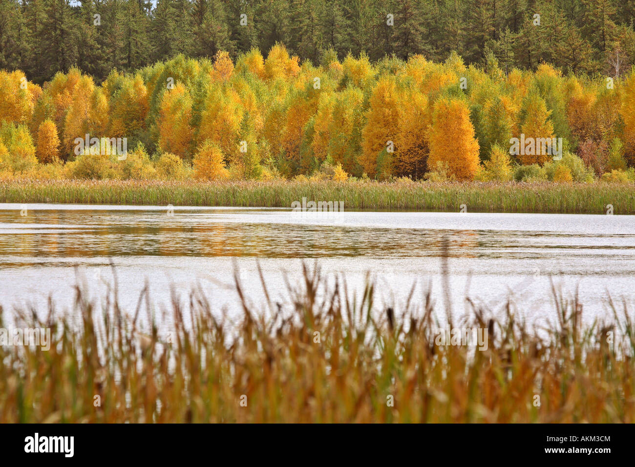 Saskatchewan lake in fall Stock Photo - Alamy