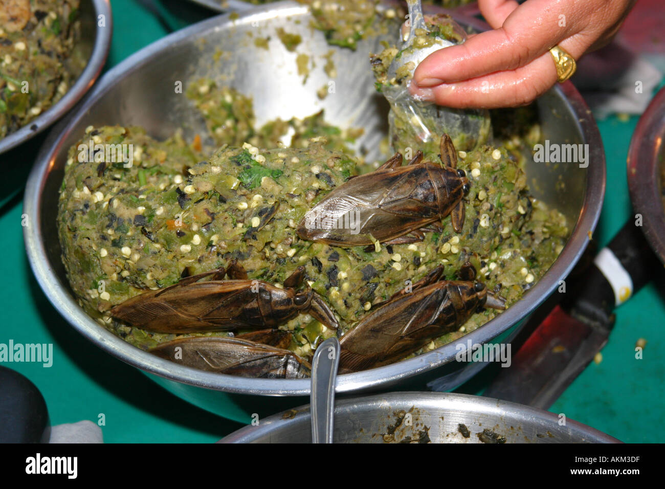 Insect favorite hi-res stock photography and images - Alamy