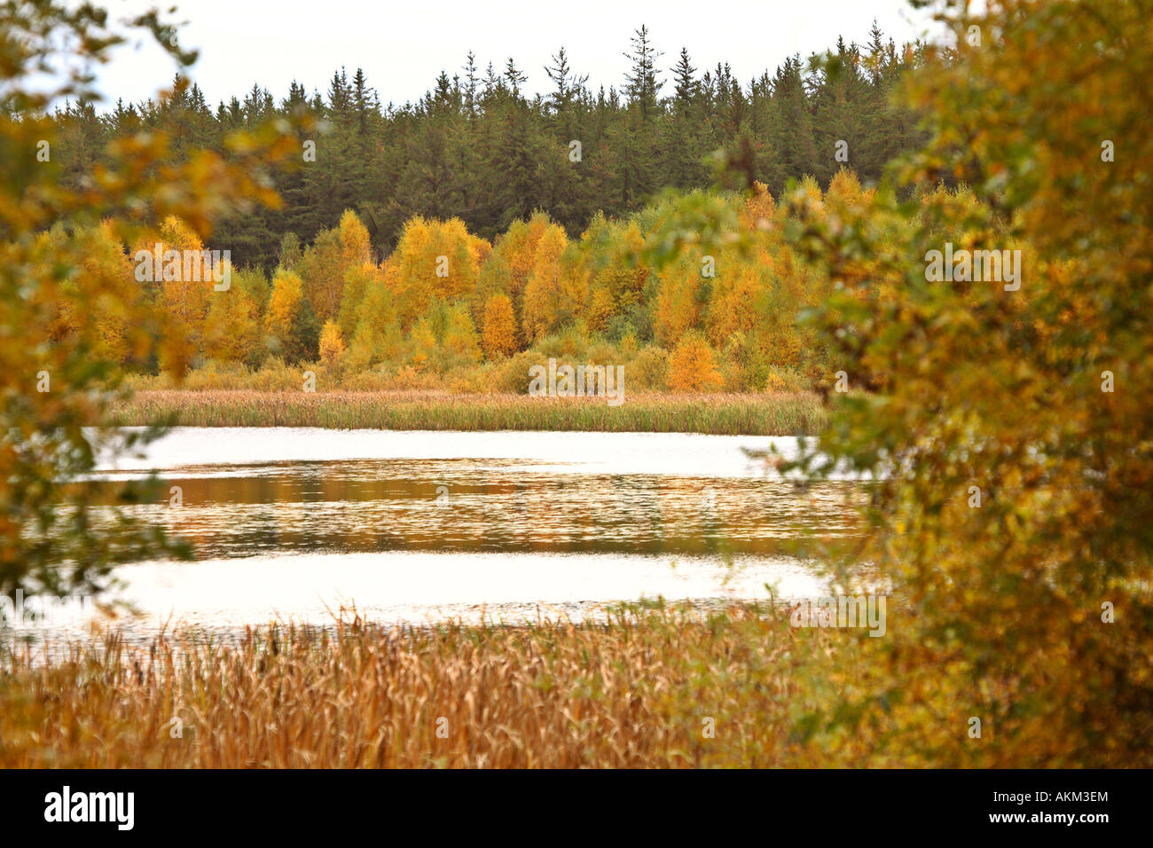 Marshlands and Aspen trees in fall Stock Photo - Alamy