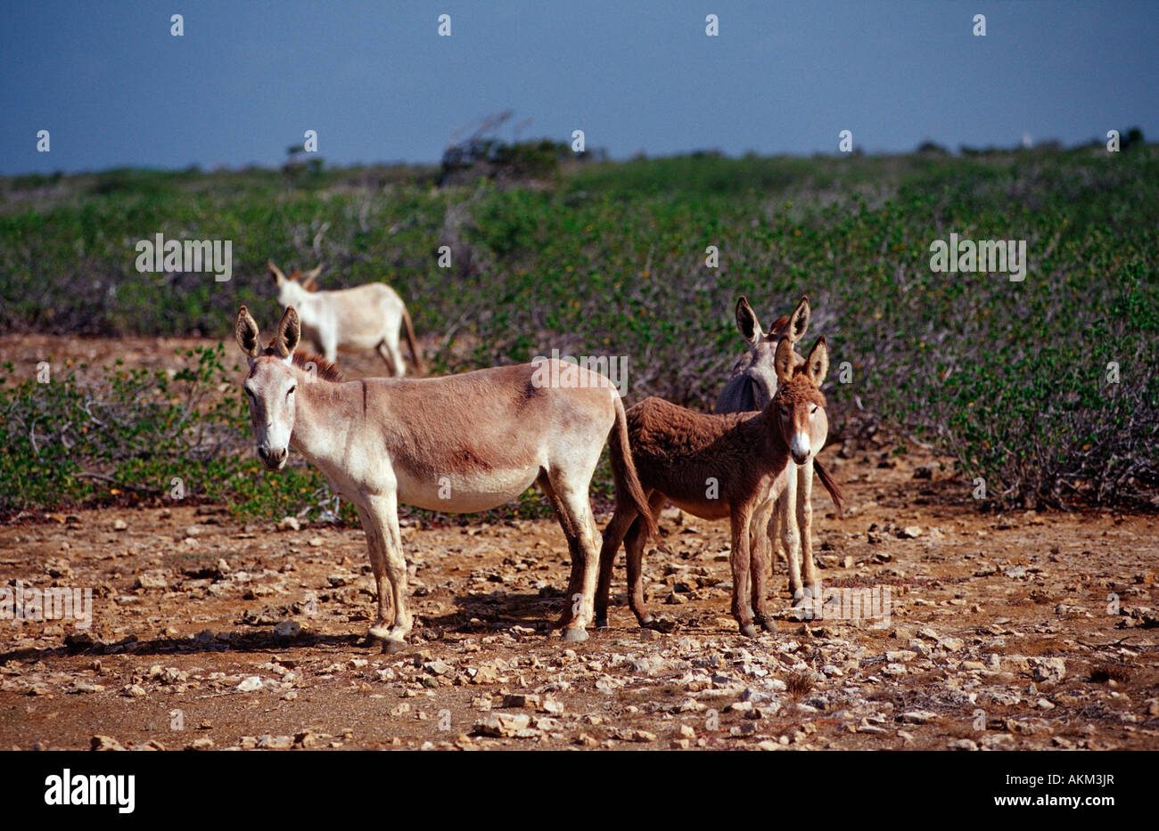 Wild donkeys Netherlands Antilles Bonaire Bonaire Stock Photo - Alamy