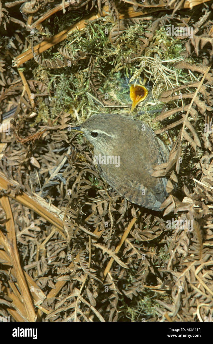 Wren at nest Wales Stock Photo - Alamy