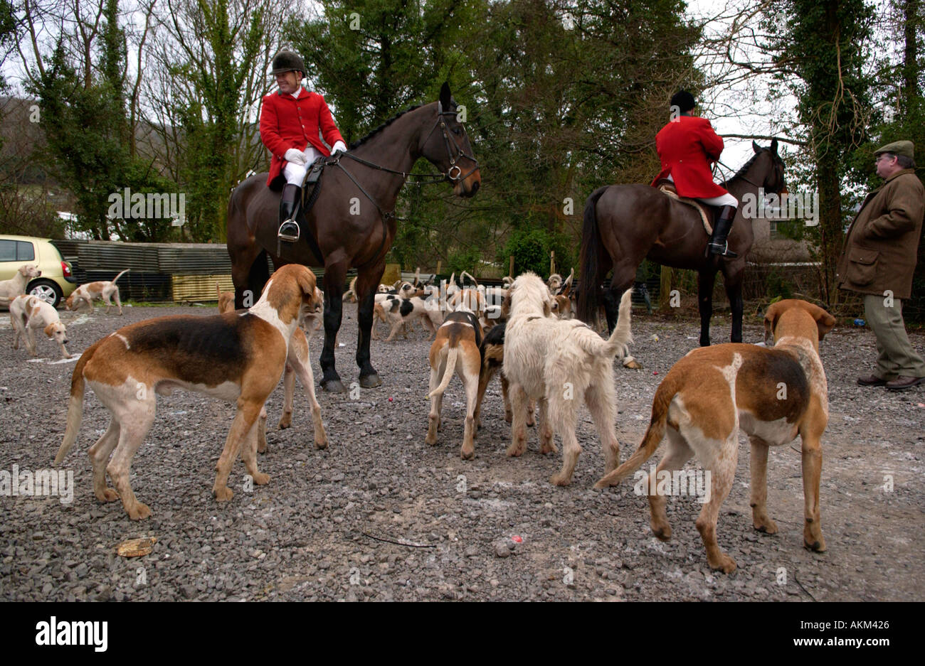 Huntsmen in red coats on horseback with hounds gather for fox hunt ...