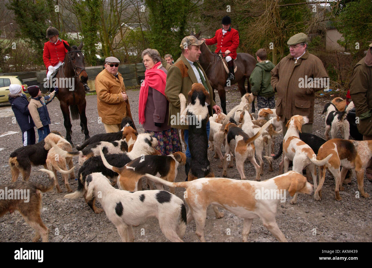 Pack hounds horse rider meet wales hi-res stock photography and images ...