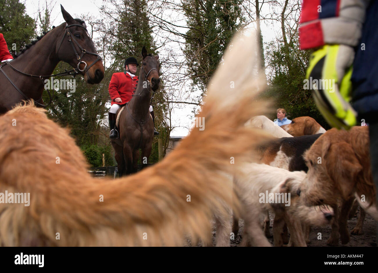 Huntsmen on horseback in red coats with hounds gather for fox hunt ...