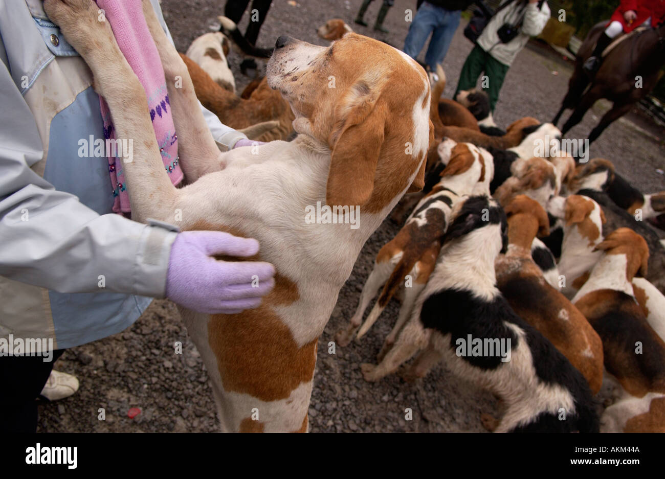 Welsh hounds dog hi-res stock photography and images - Alamy