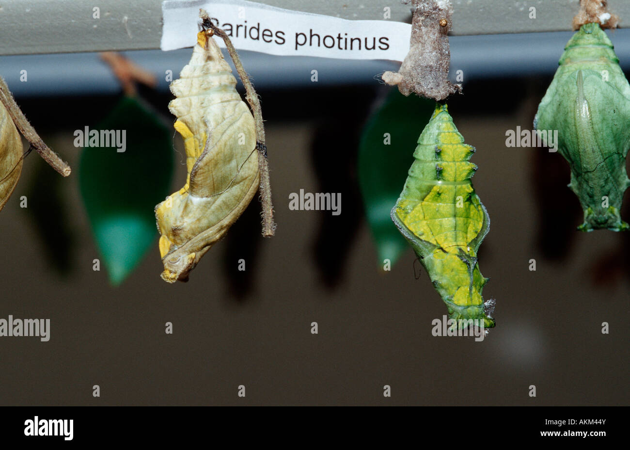 Chrysalis or pupa in a butterfly farm Costa Rica Stock Photo - Alamy