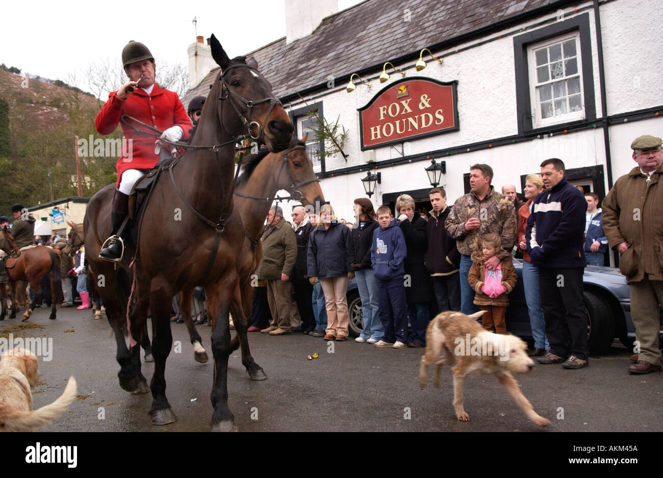 Hounds fox hunting wales uk hi-res stock photography and images - Alamy