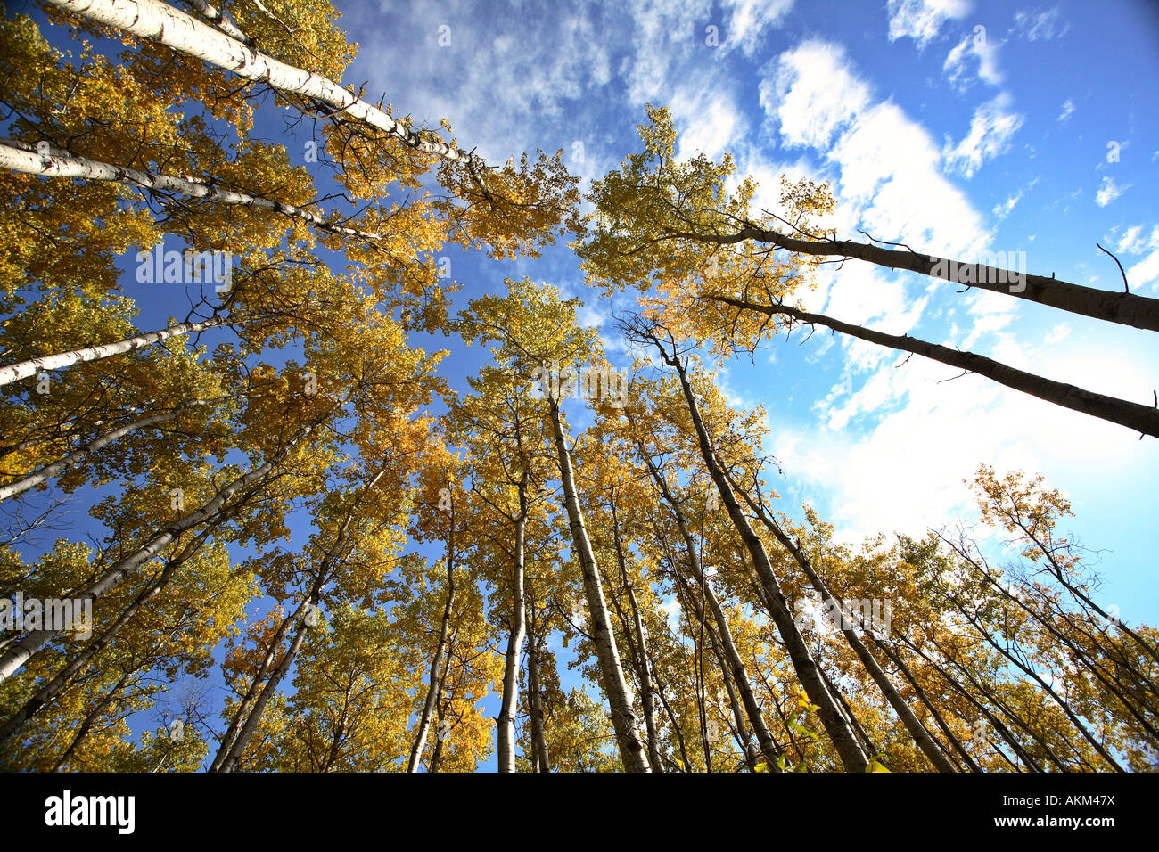 Looking up through Aspen trees in fall Stock Photo - Alamy