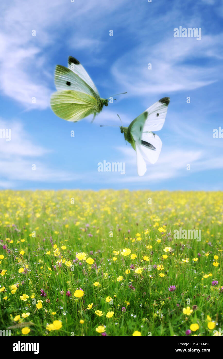 Butterfly in flight hi-res stock photography and images - Alamy