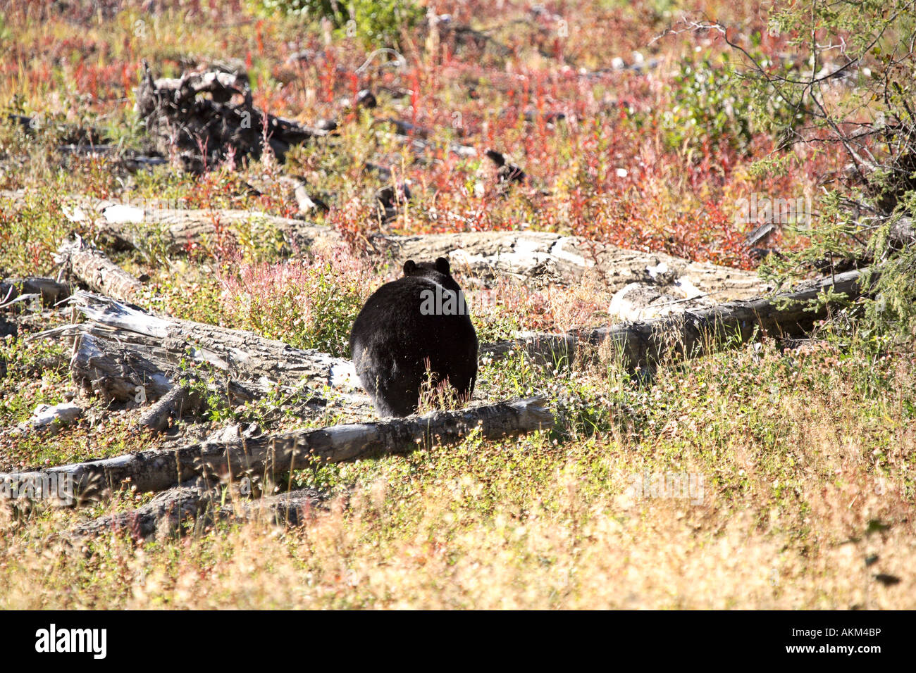 Black Bear in scenic Alberta Stock Photo - Alamy