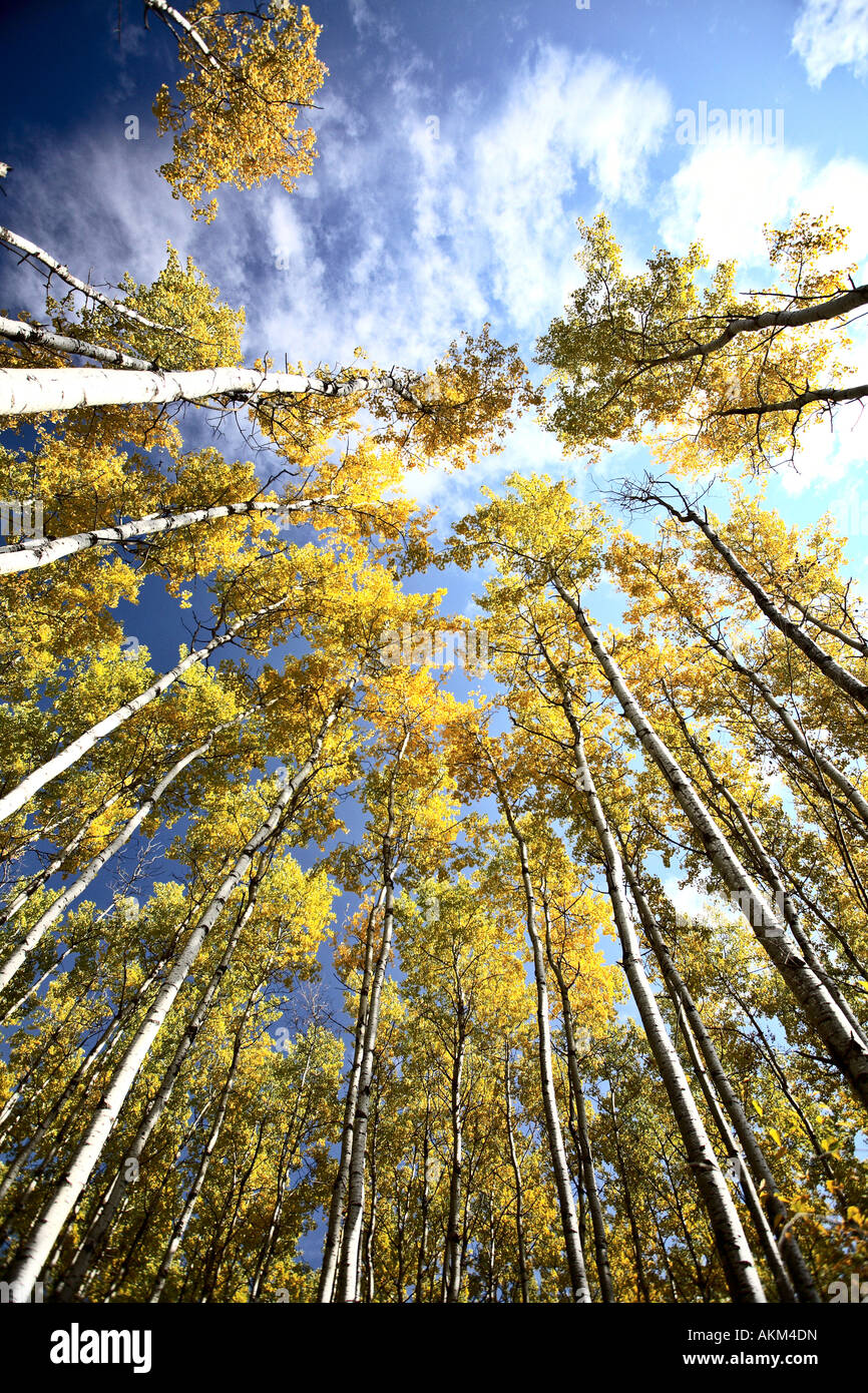 Looking up through Aspen trees in fall Stock Photo - Alamy