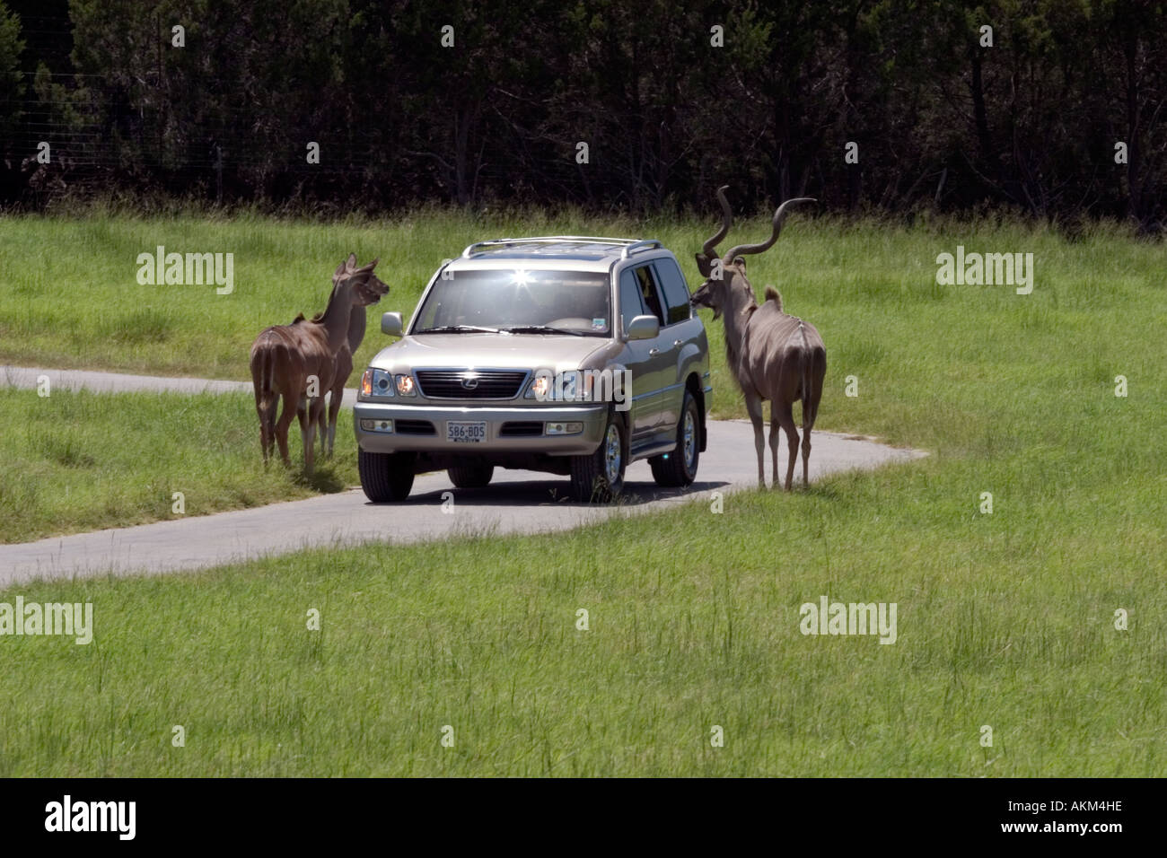 Kudu Horns High Resolution Stock Photography and Images - Alamy