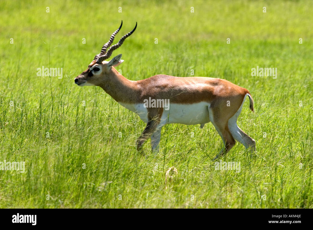 Blackbuck Antilope Cervicapra Stock Photo - Alamy