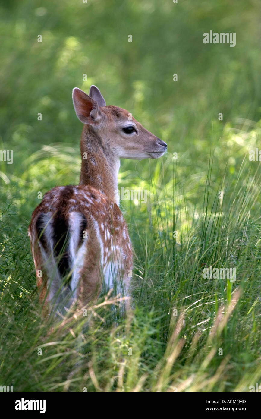 Spotted Deer Fawn Stock Photo - Alamy