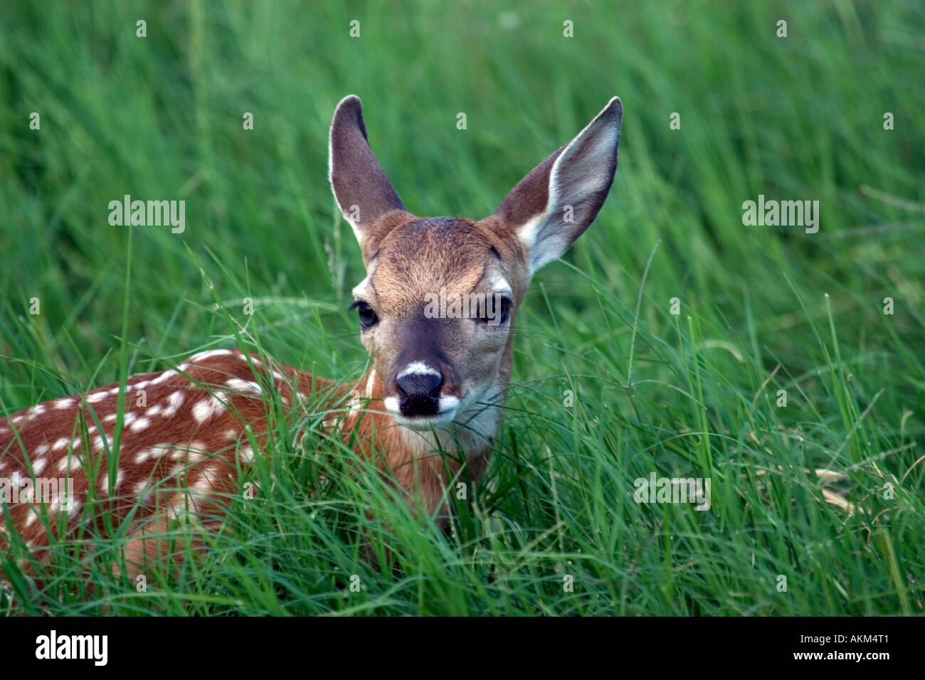Spotted Deer Fawn Stock Photo - Alamy