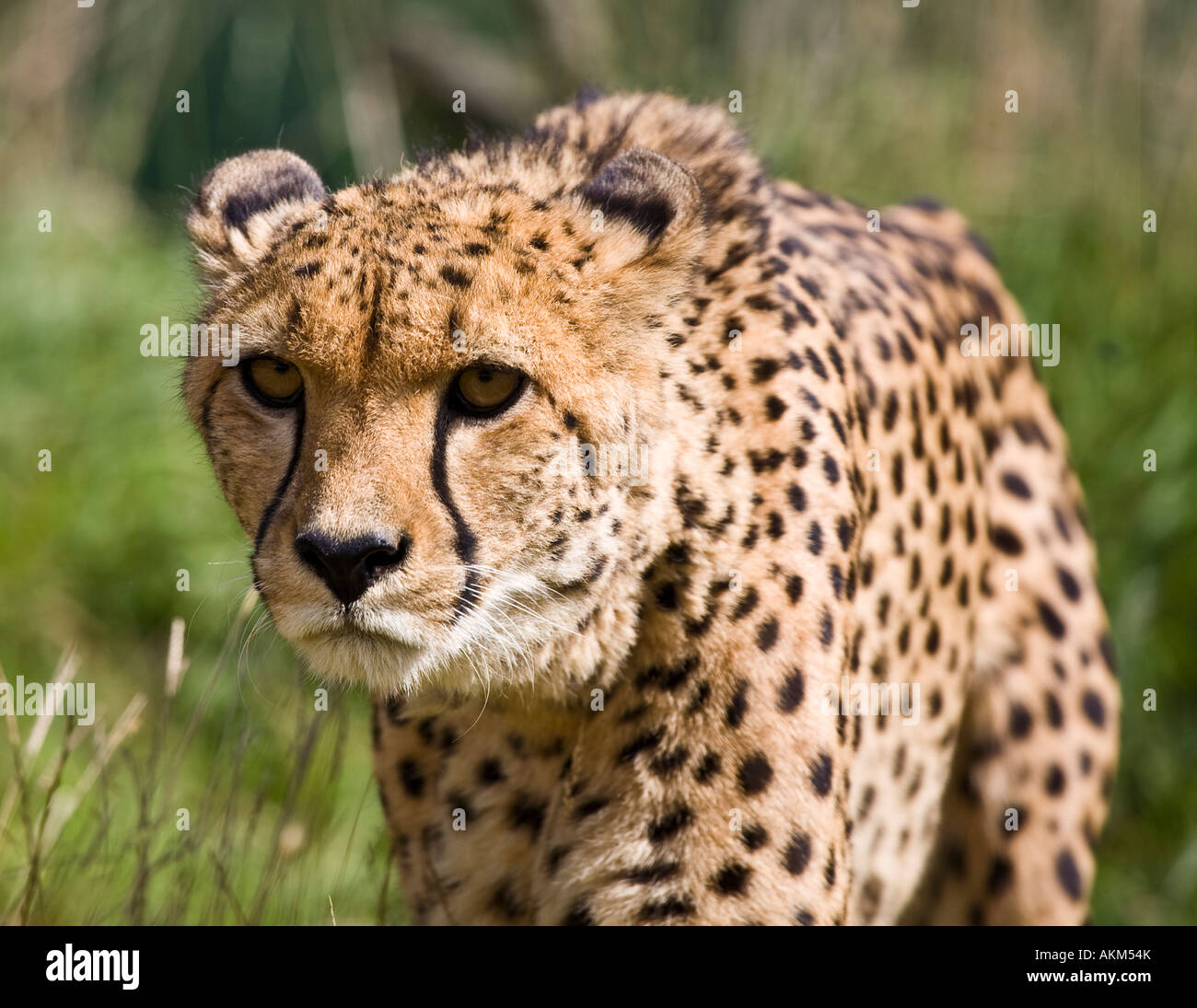 A cheetah prows Stock Photo - Alamy