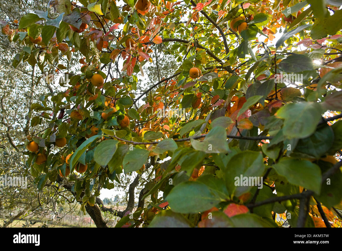 Khakis hi-res stock photography and images - Alamy