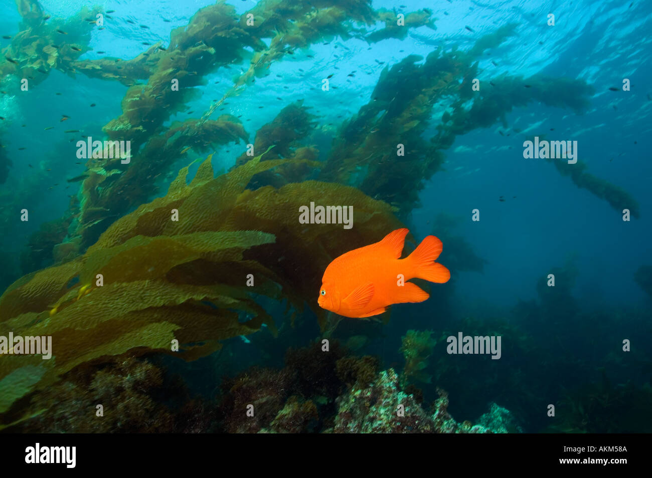 Giribaldi CA state fish in kelp on Little Flower divesite San Clemente ...