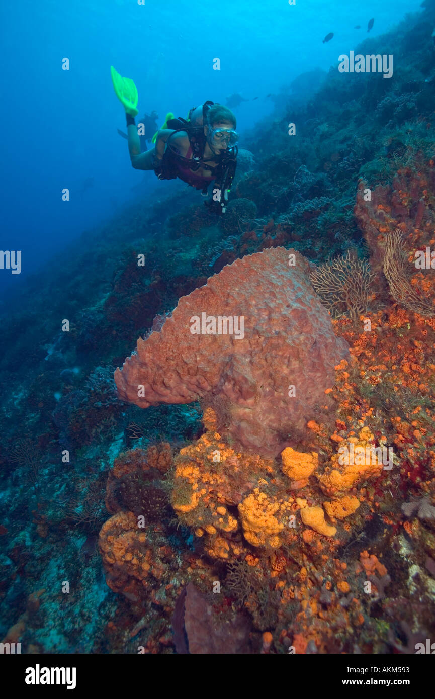 Woman diver approaches large sponge on wall Santa Rosa Wall divesite ...
