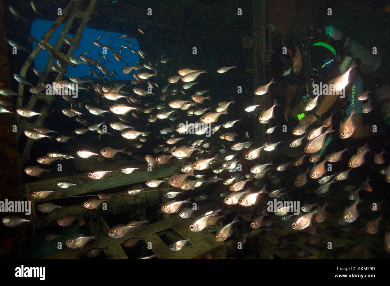 Copper sweepers inside C53 shipwreck Cozumel Mexico Stock Photo - Alamy