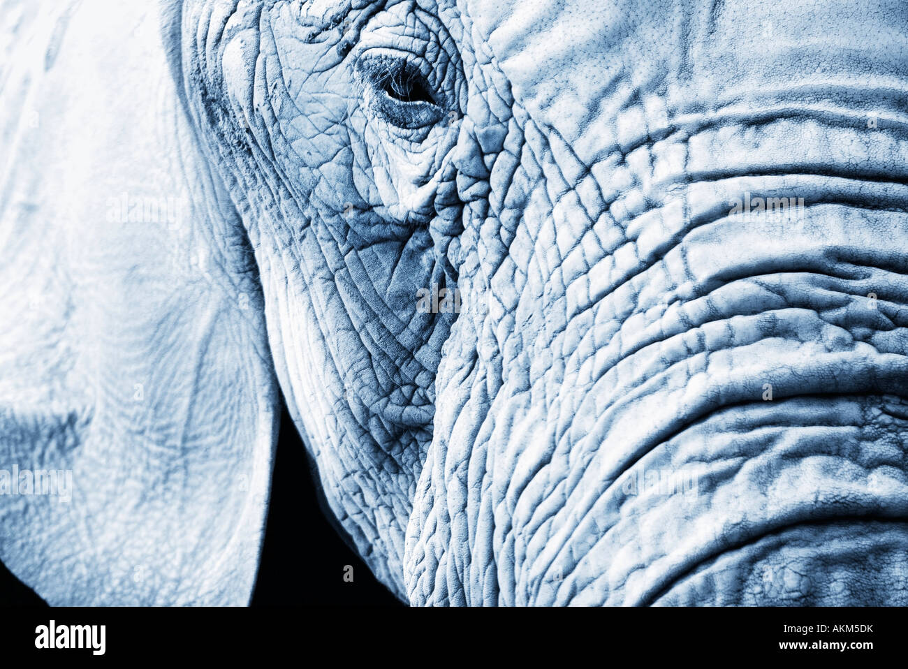 Elephant face hi-res stock photography and images - Alamy