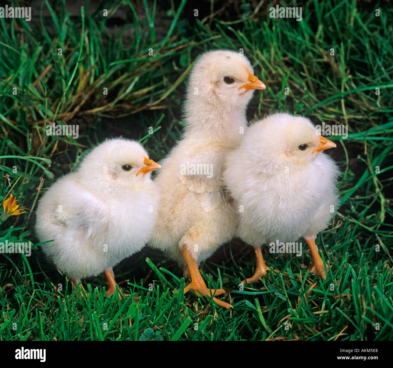 Day Old Chicks on Smallholding Stock Photo - Alamy