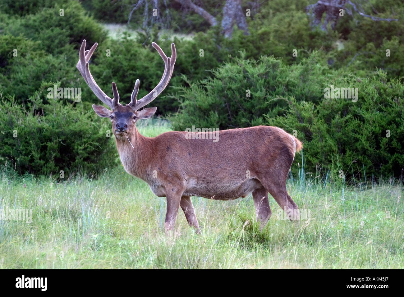 European Red Deer Stock Photo - Alamy