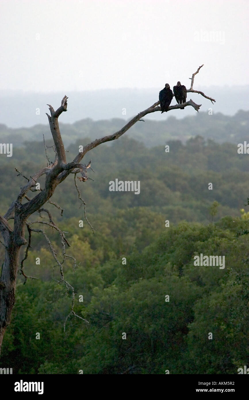 Buzzard in dead tree hi-res stock photography and images - Alamy