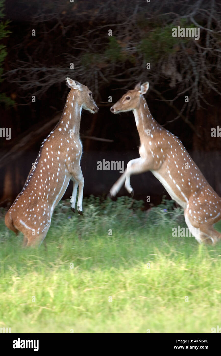 Two Spotted Deer Does Fighting Stock Photo - Alamy