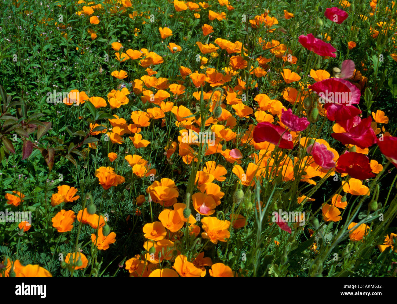 WA San Juan Island flowers in front yard of clothing store on main ...
