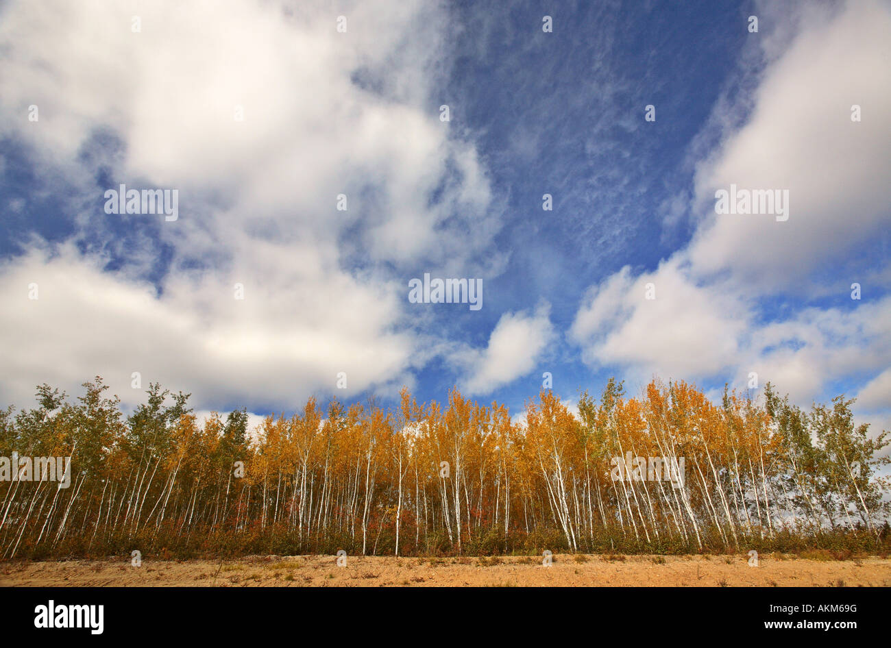 Aspen trees in fall Stock Photo - Alamy