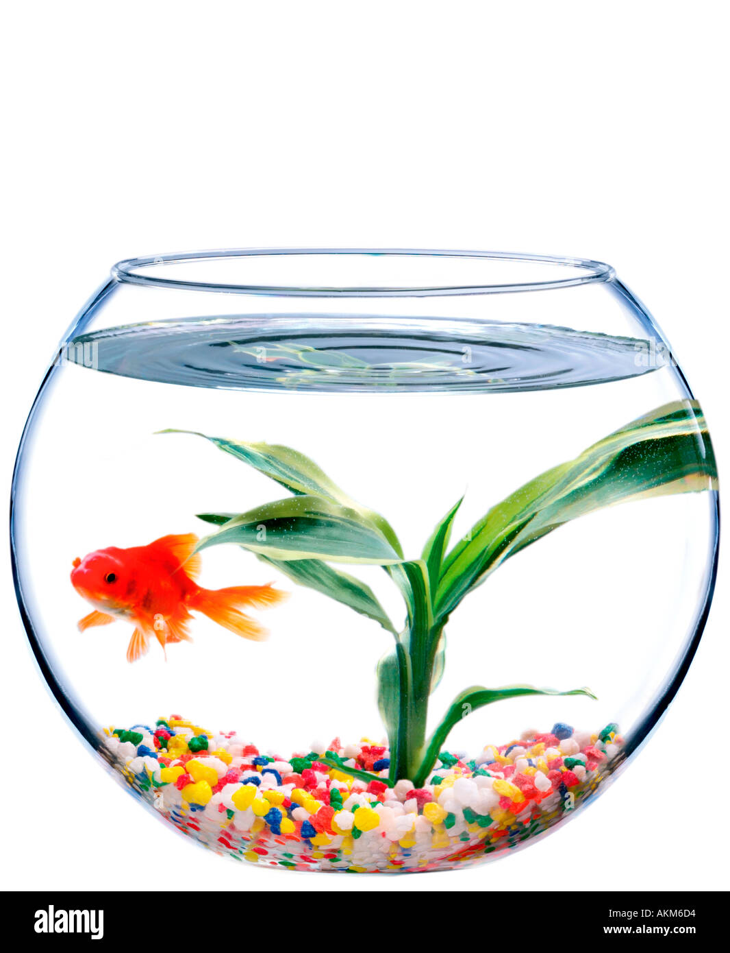 Goldfish Bowl Hi res Stock Photography And Images Alamy Goldfish Bowl Hi res Stock Photography And Images Alamy