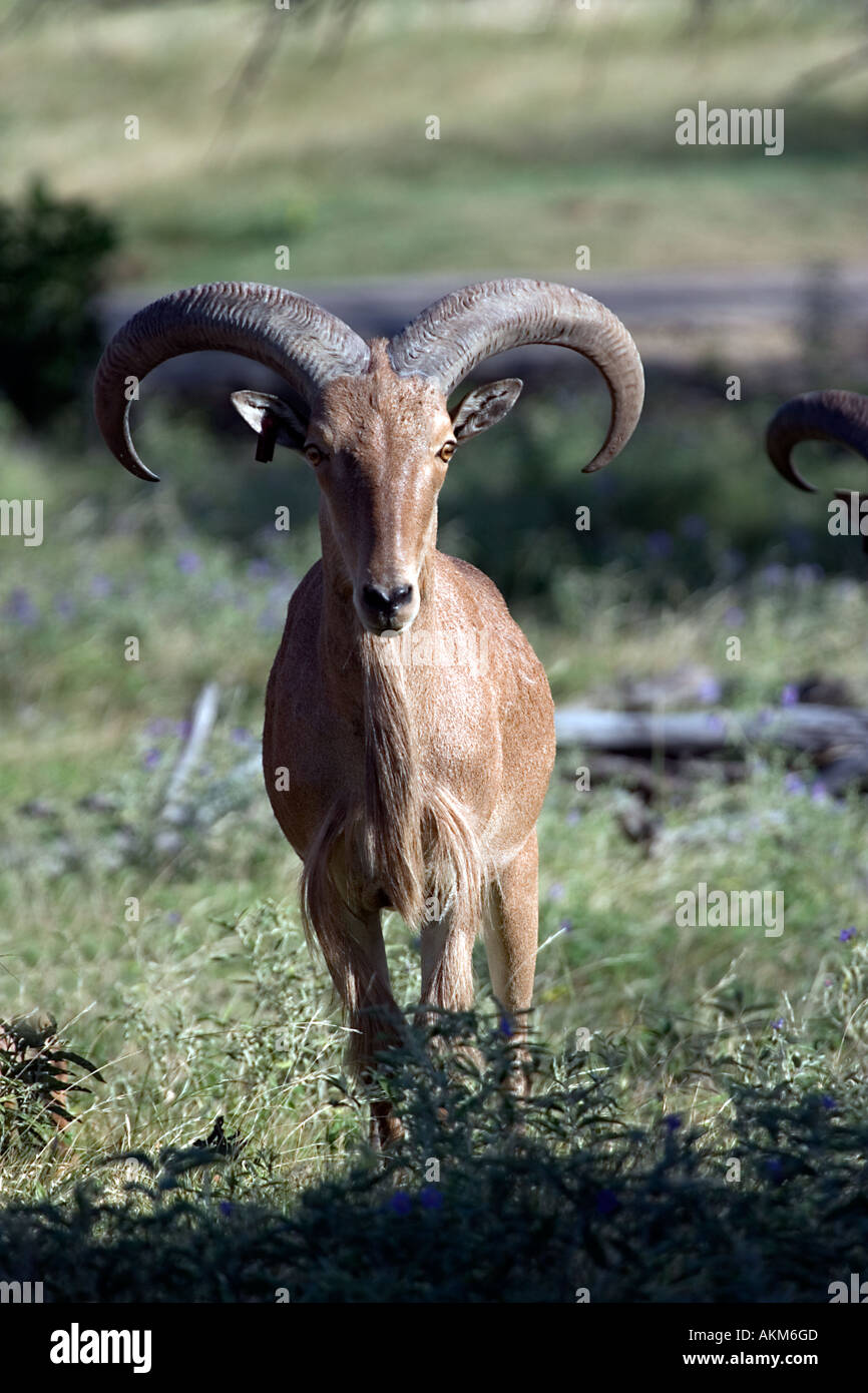 Aoudad sheep hi-res stock photography and images - Alamy