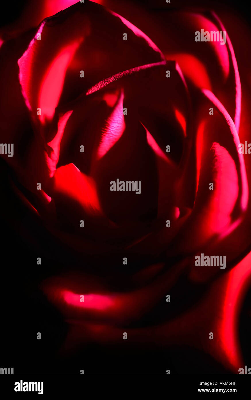 Close up of red rose Stock Photo - Alamy