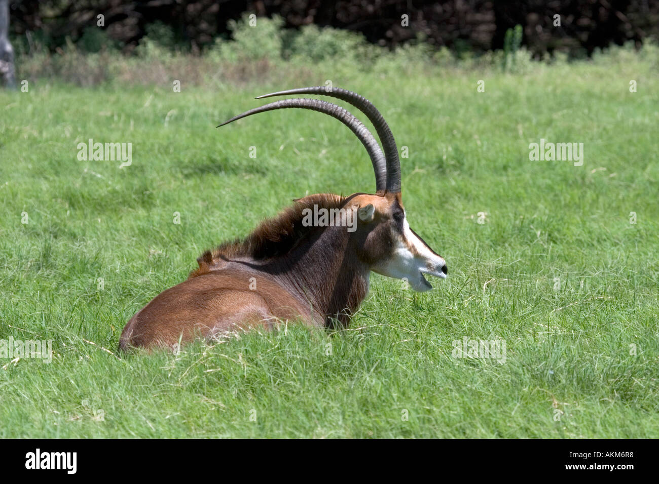 Africa Antelope Ears Sable Antelope Stock Photo - Alamy