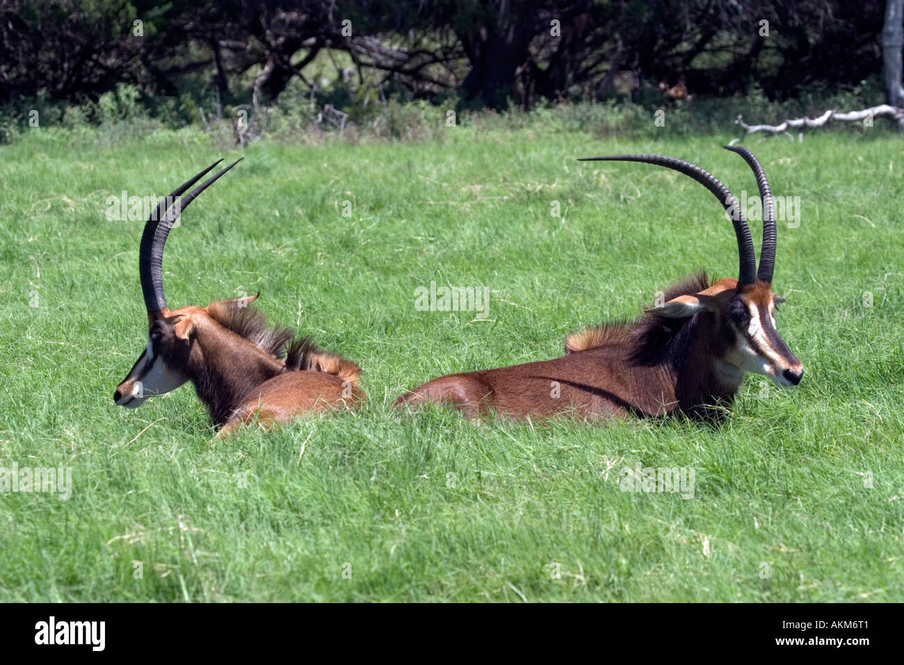 Africa Antelope Ears Sable Antelope Stock Photo - Alamy