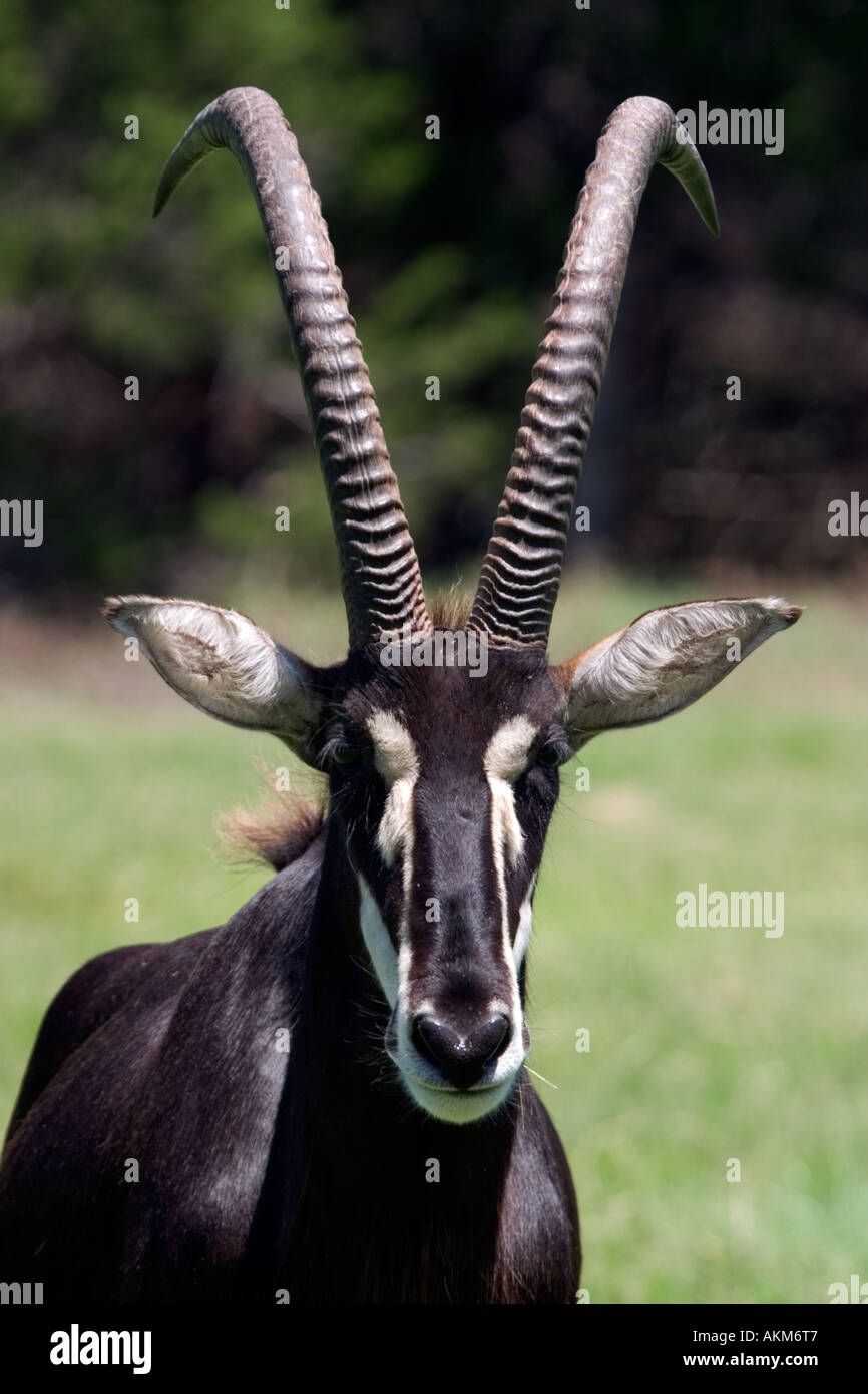 Africa Antelope Ears Sable Antelope Stock Photo - Alamy