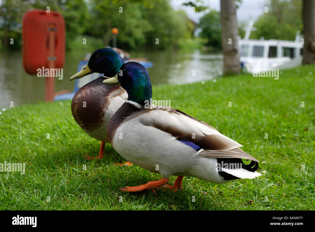Ducks on the Thames Marlow England, UK Stock Photo - Alamy